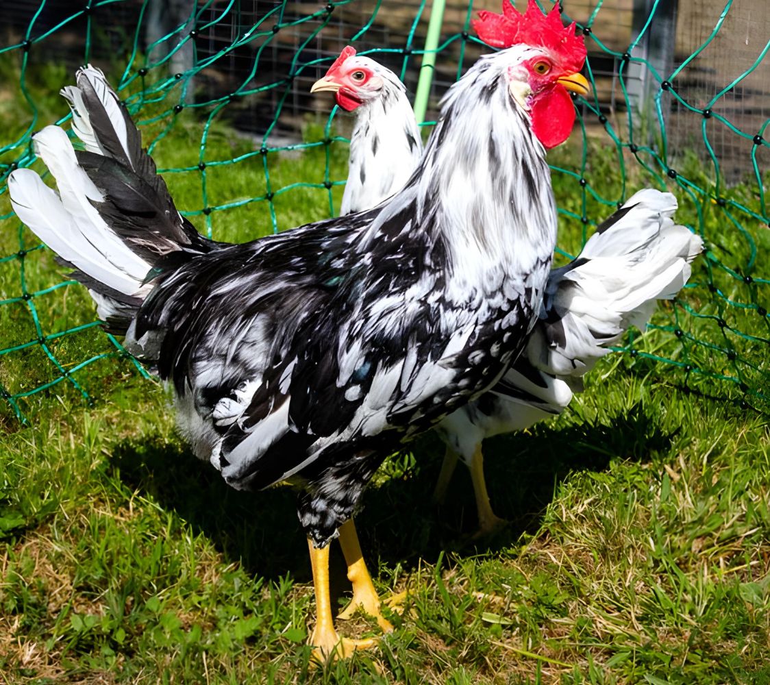 Dónde comprar gallinas Leghorn doradas italianas | Finca Casarejo