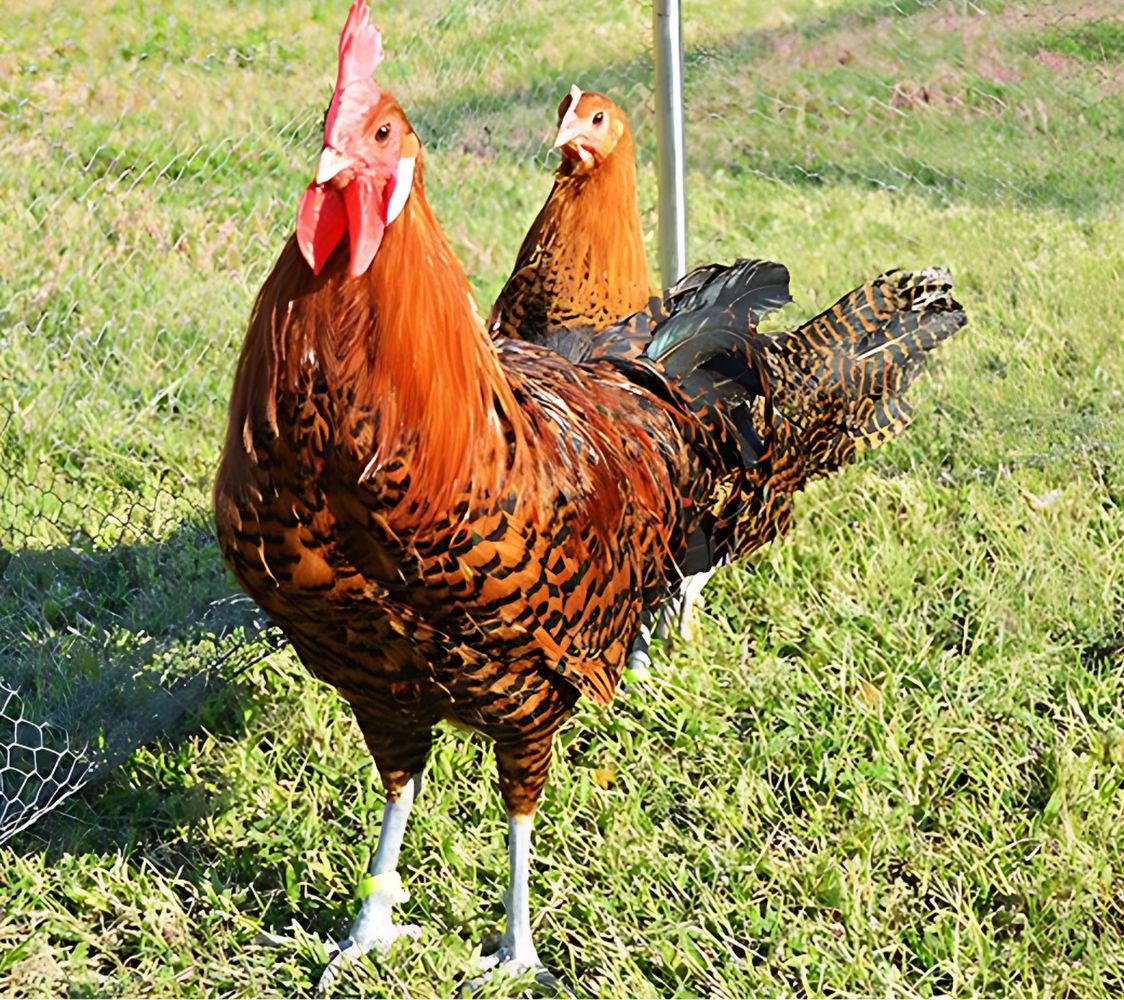 Gallina Brakel Raza Pura Garantizada | Finca Casarejo