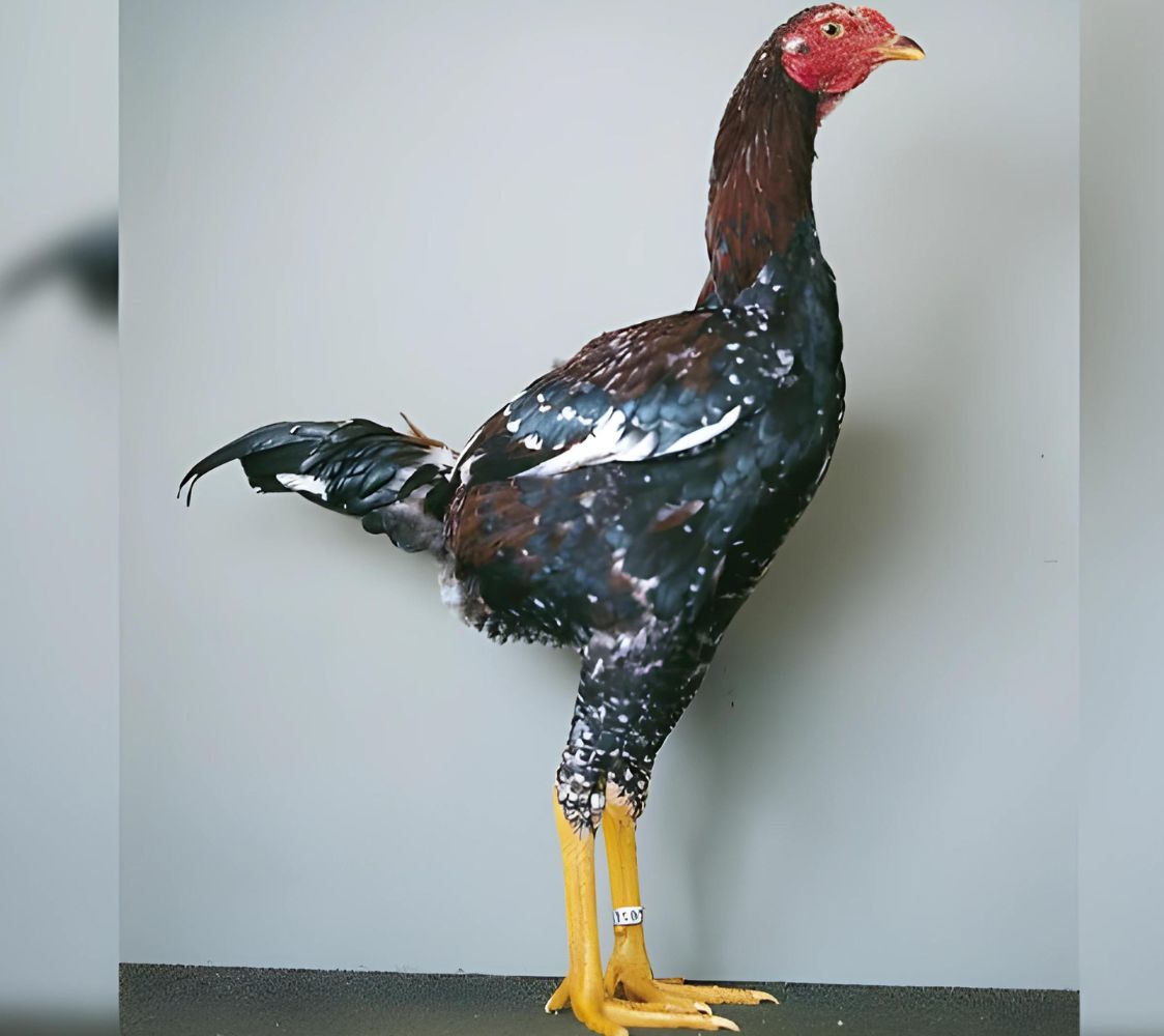 Comprar Raza Gallo Malayo Enano Combatiente en España | Finca Casarejo