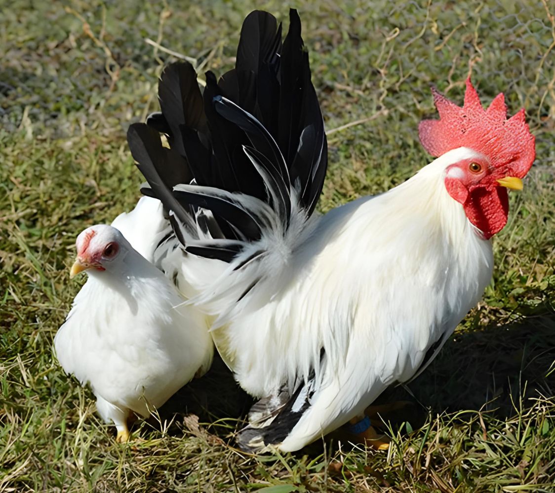 Gallina Nagasaki Raza Pura Garantizada: Gallinas Enanas | Finca Casarejo