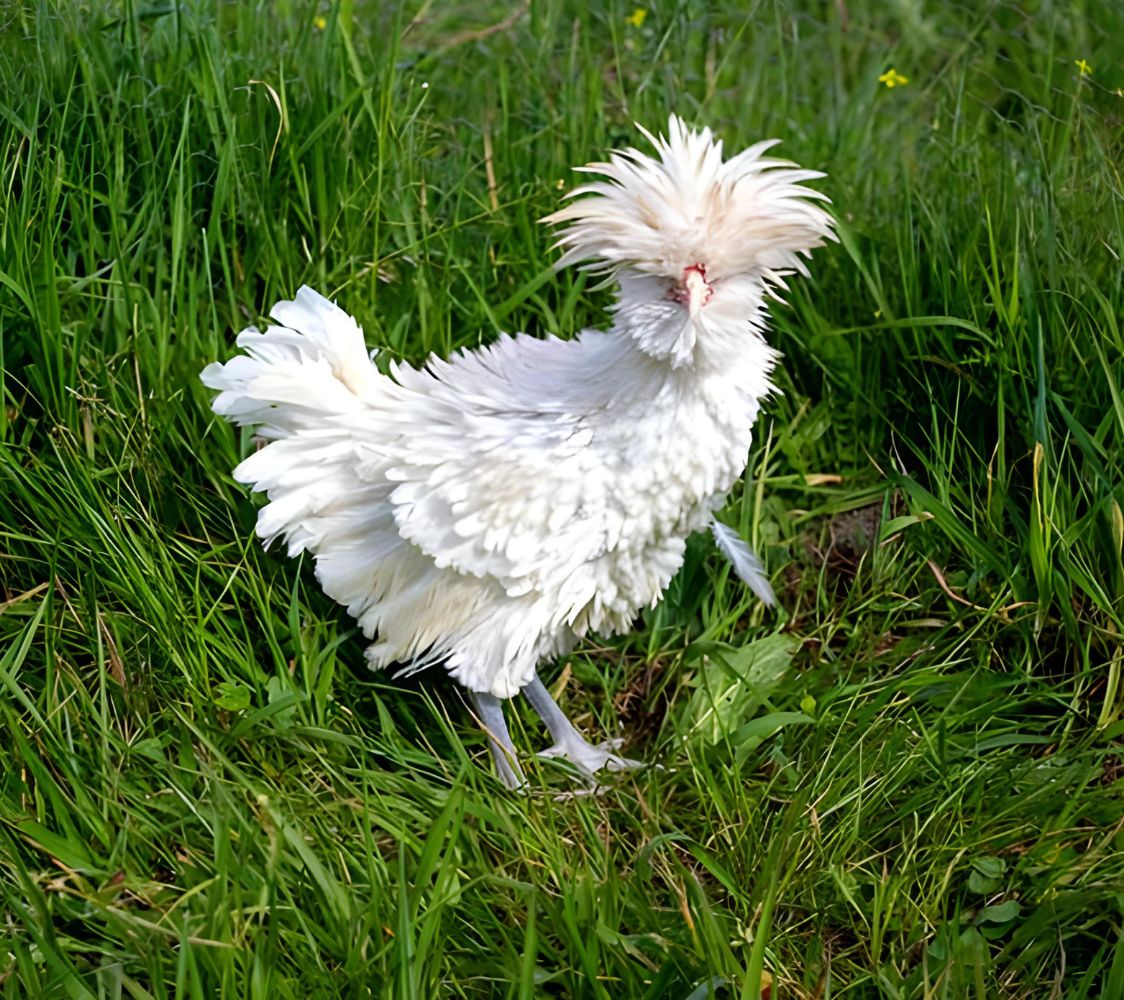 Paduana: una raza de gallinas moñudas de porte altivo | Finca Casarejo