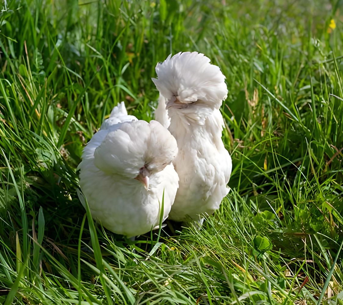 Paduana: una raza de gallinas moñudas de porte altivo | Finca Casarejo