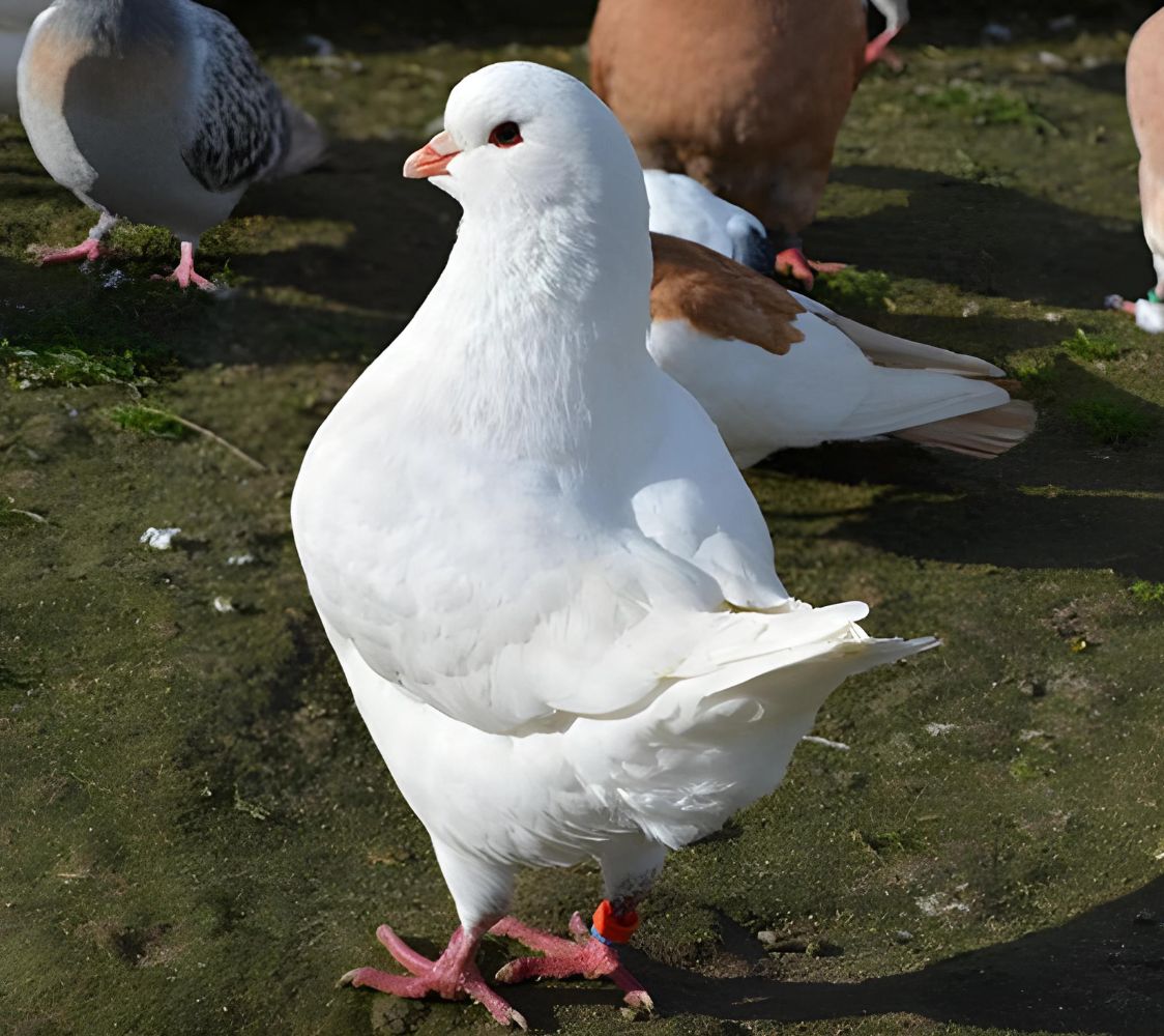 King | Finca Casarejo