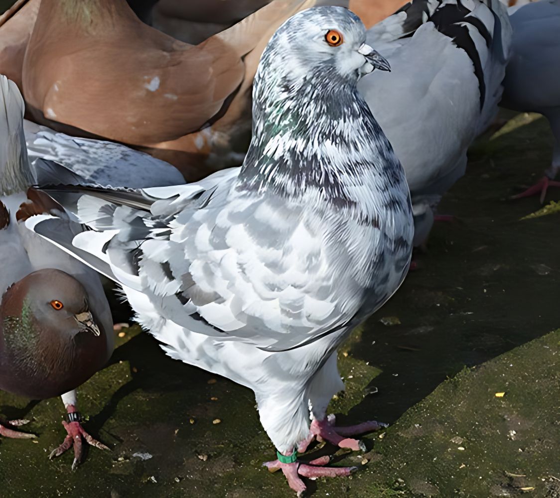 King | Finca Casarejo