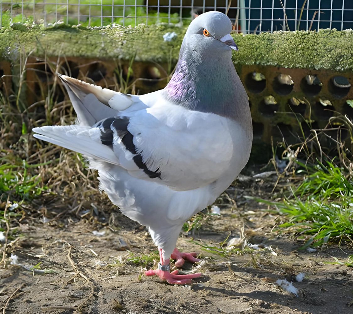 King | Finca Casarejo