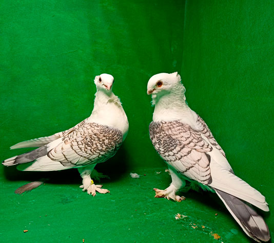 Comprar Paloma Satinette en España: Venta Online de Aves | Finca Casarejo