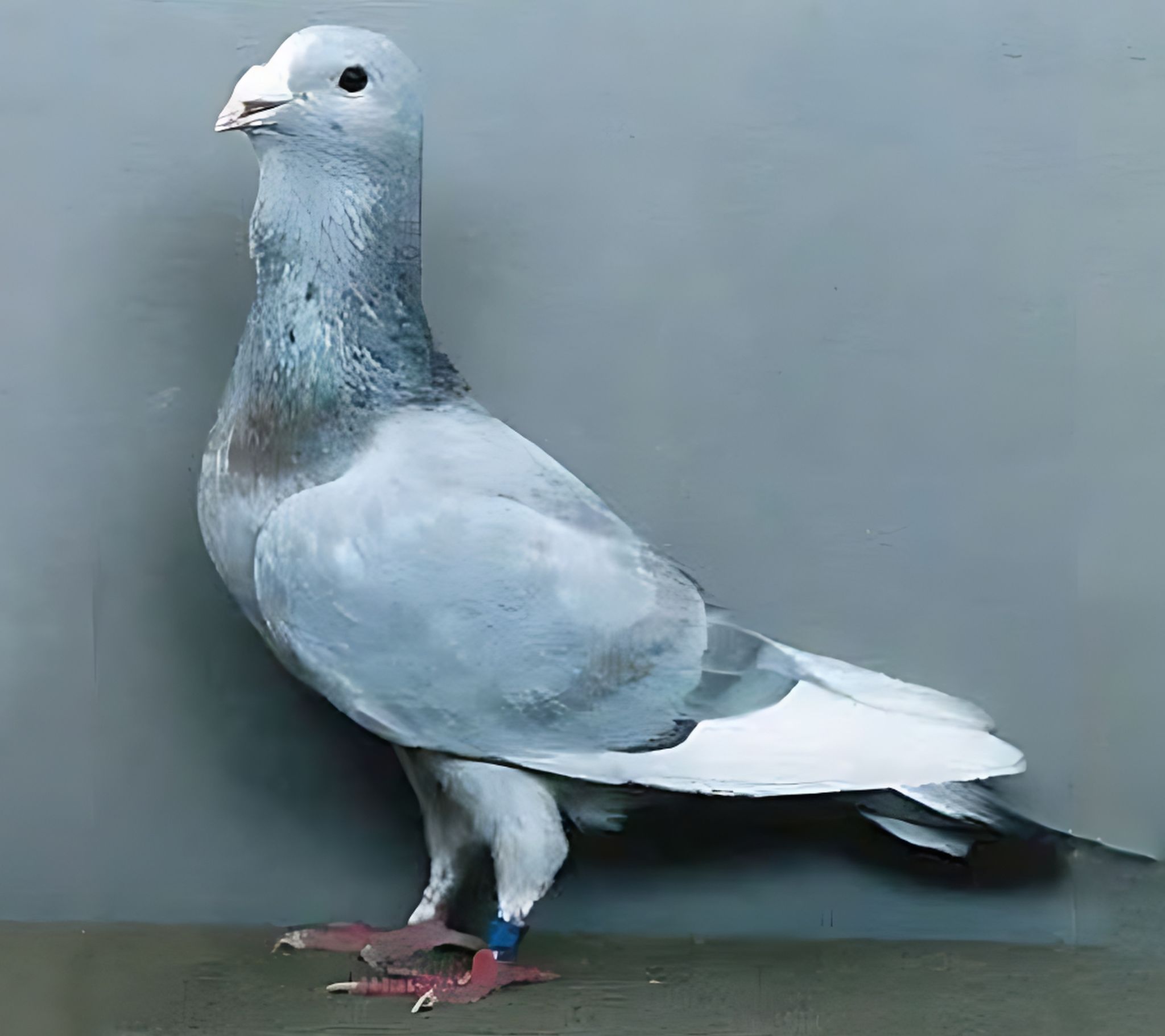 Venta de Palomas Papada de Ádana. ¡Te la Enviamos! | Finca Casarejo