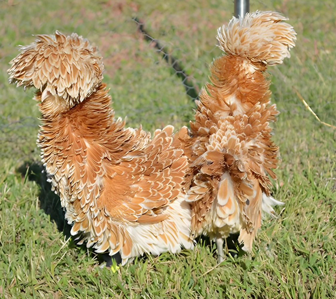 Paduana: una raza de gallinas moñudas de porte altivo | Finca Casarejo