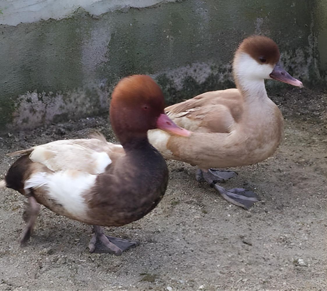 Pato Colorado (netta Rufina) | Finca Casarejo
