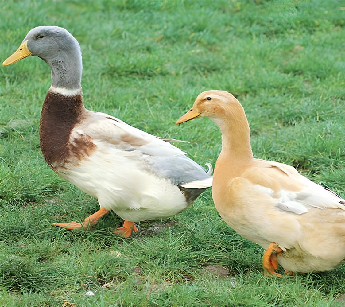 Pato Saxe | Finca Casarejo