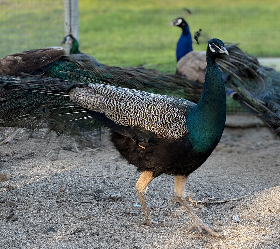 Comprar pavo real azul. Venta de aves online con envío | Finca Casarejo