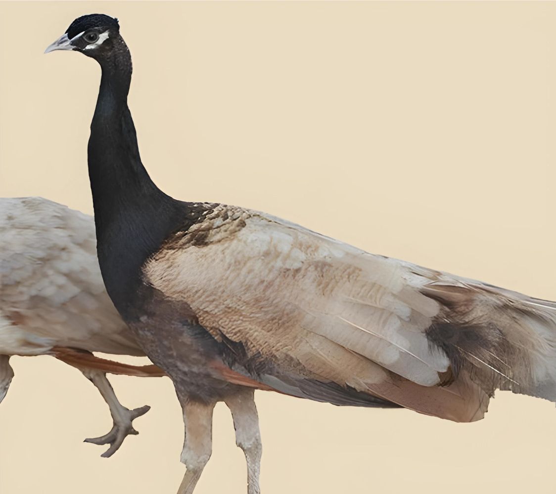 Comprar pavo real: diferentes variedades de color en venta | Finca Casarejo