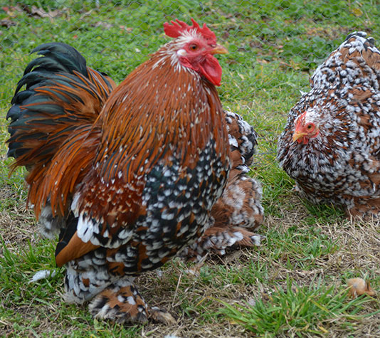 Raza Pekín: una gallina cariñosa y de pequeño tamaño | Finca Casarejo