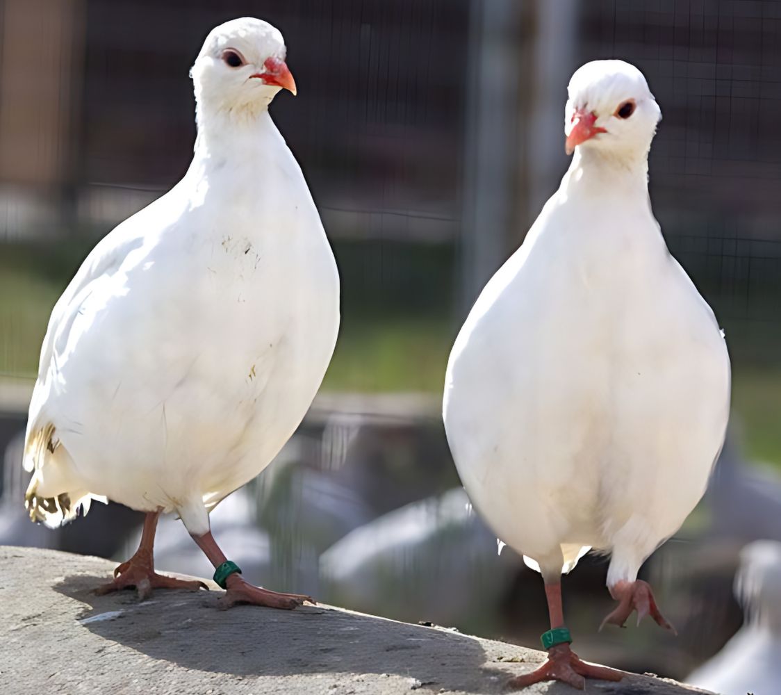 Venta de Perdices Blancas: Alectoris Graeca Mutación | Finca Casarejo