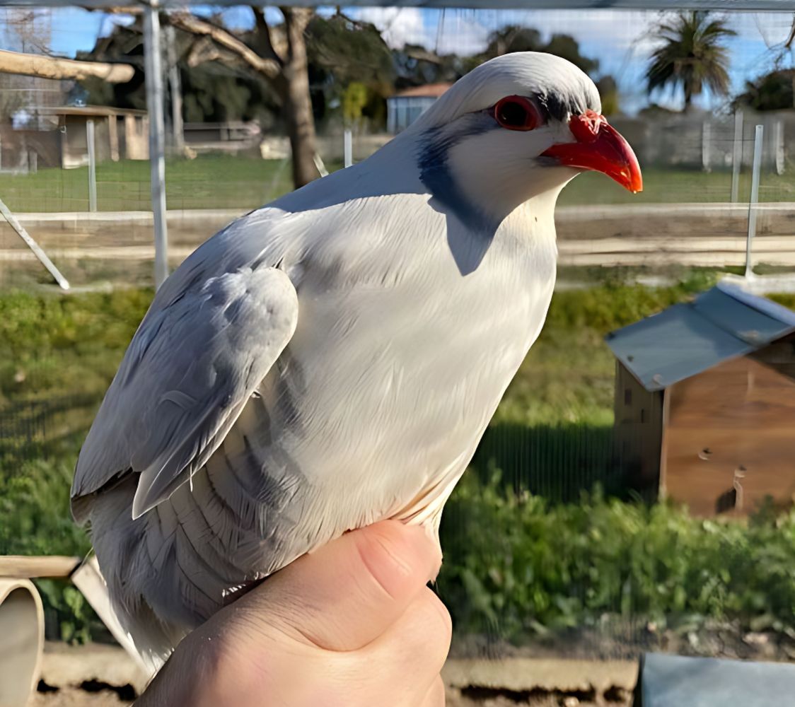 Perdices Plateadas: Venta de Perdices Plata con Envío | Finca Casarejo
