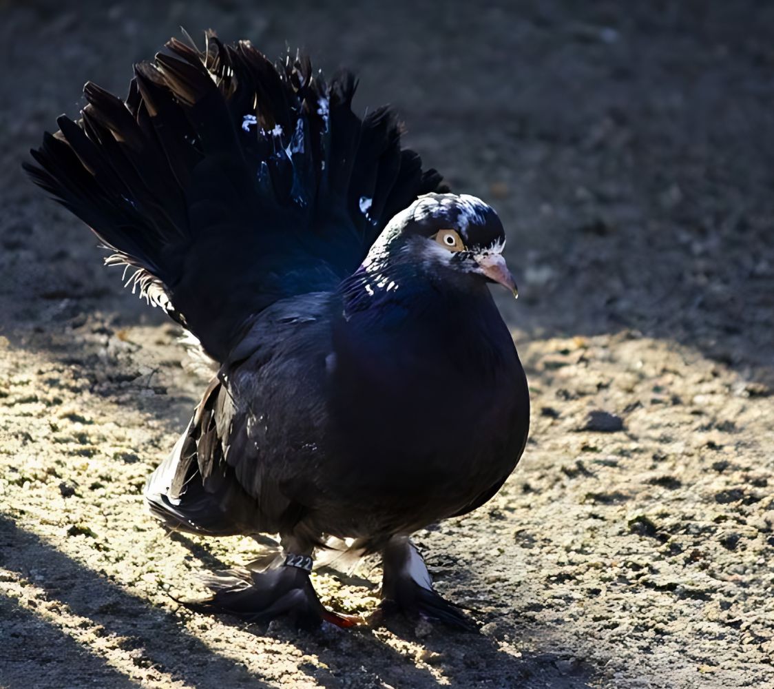 Palomas de Raza: Comprar Paloma Rodante de Persia | Finca Casarejo