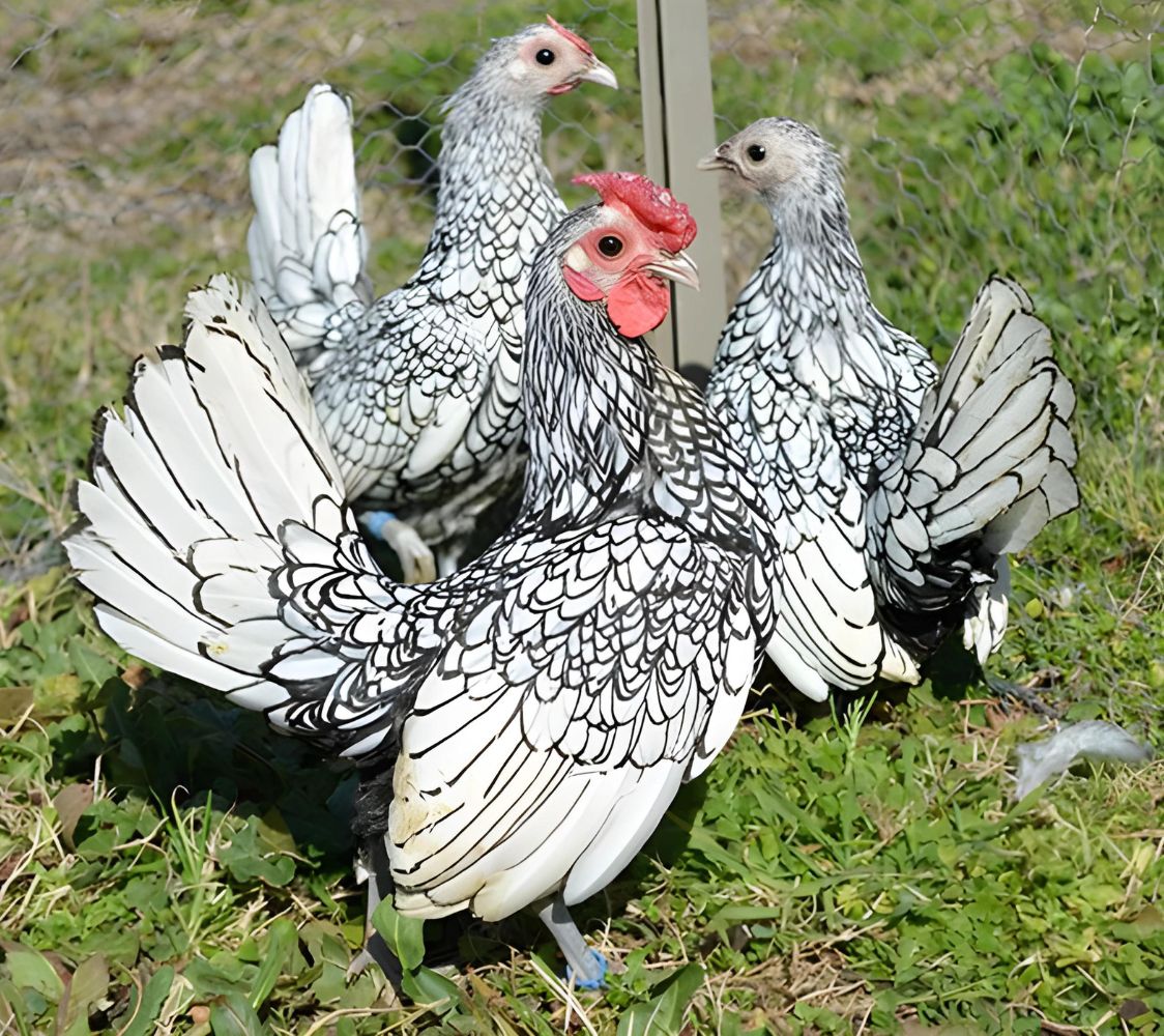 Gallina Sebright Raza Pura Garantizada de Gallina Enana | Finca Casarejo