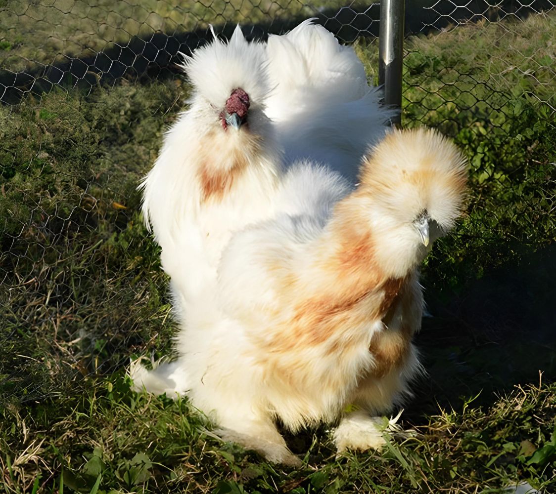 Gallina Sedosa del Japón - Gallina Silkie en Finca Casarejo | Finca ...