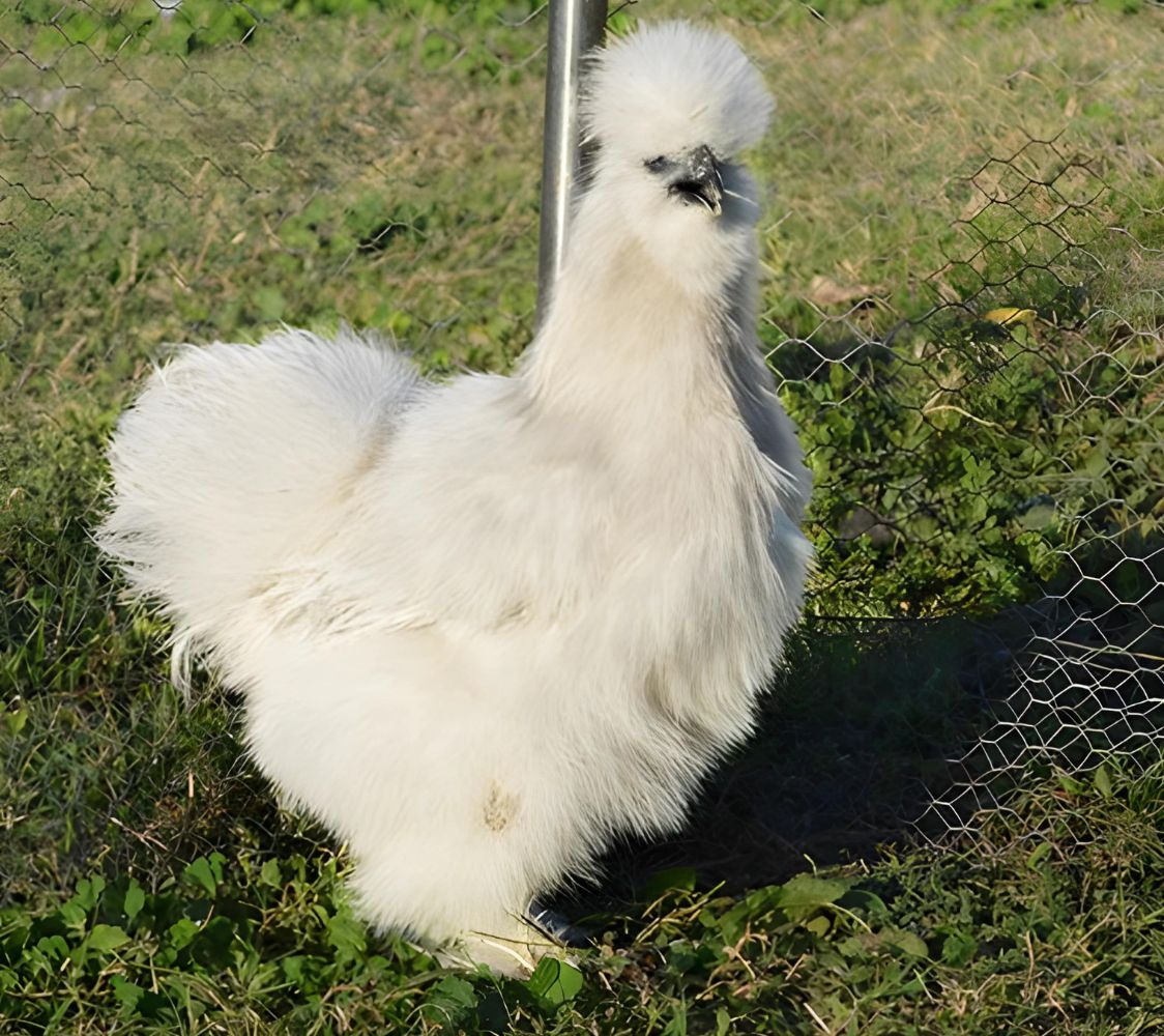 Gallina Sedosa del Japón - Gallina Silkie en Finca Casarejo | Finca ...