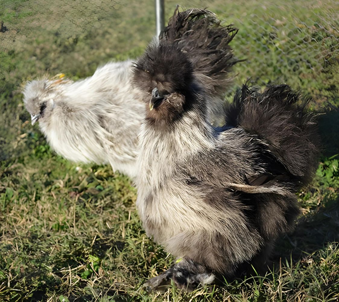 Gallina Sedosa del Japón - Gallina Silkie en Finca Casarejo | Finca ...
