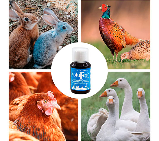 SoluFrío – Vitaminas naturales para aves y conejos en invierno | Finca Casarejo
