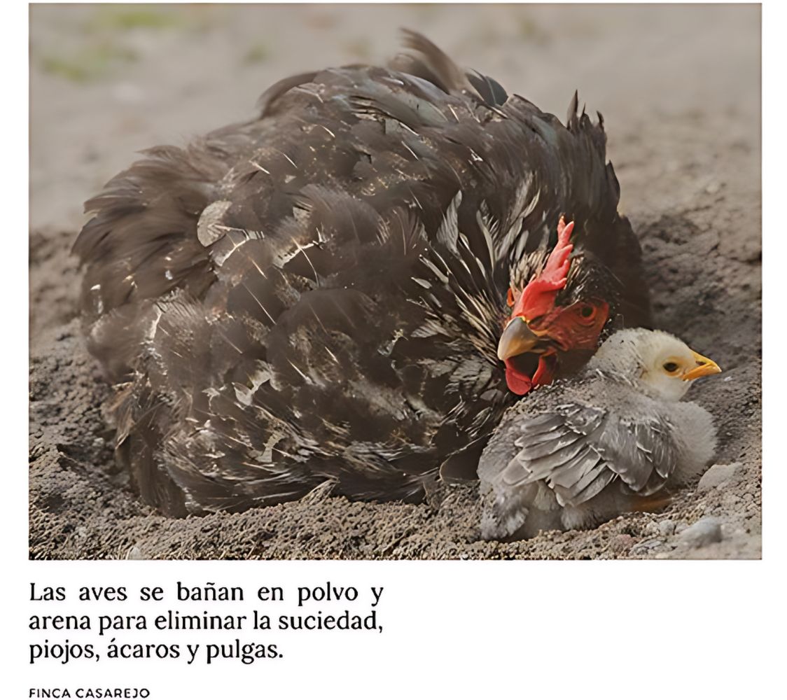 Baño de arena para gallinas: tierra desinfectante para aves | Finca ...
