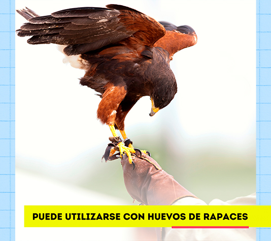 Monitor Buddy Para Comprobar Los Huevos De Rapaces | Finca Casarejo