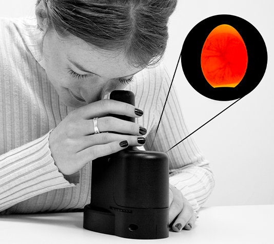 Ovoscopio BRINSEA para observar el desarrollo del huevo | Finca Casarejo