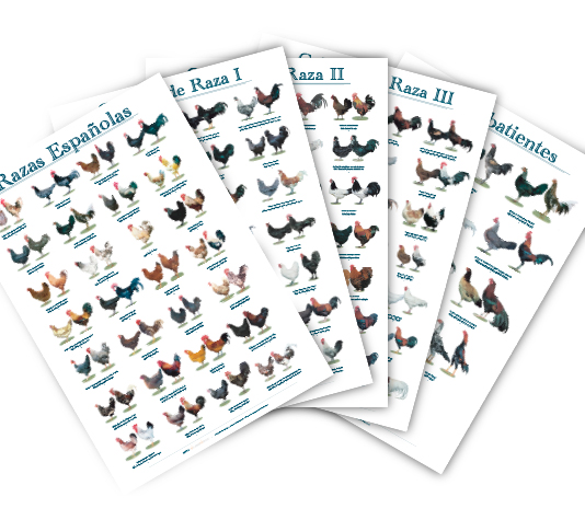 Posters | Finca Casarejo